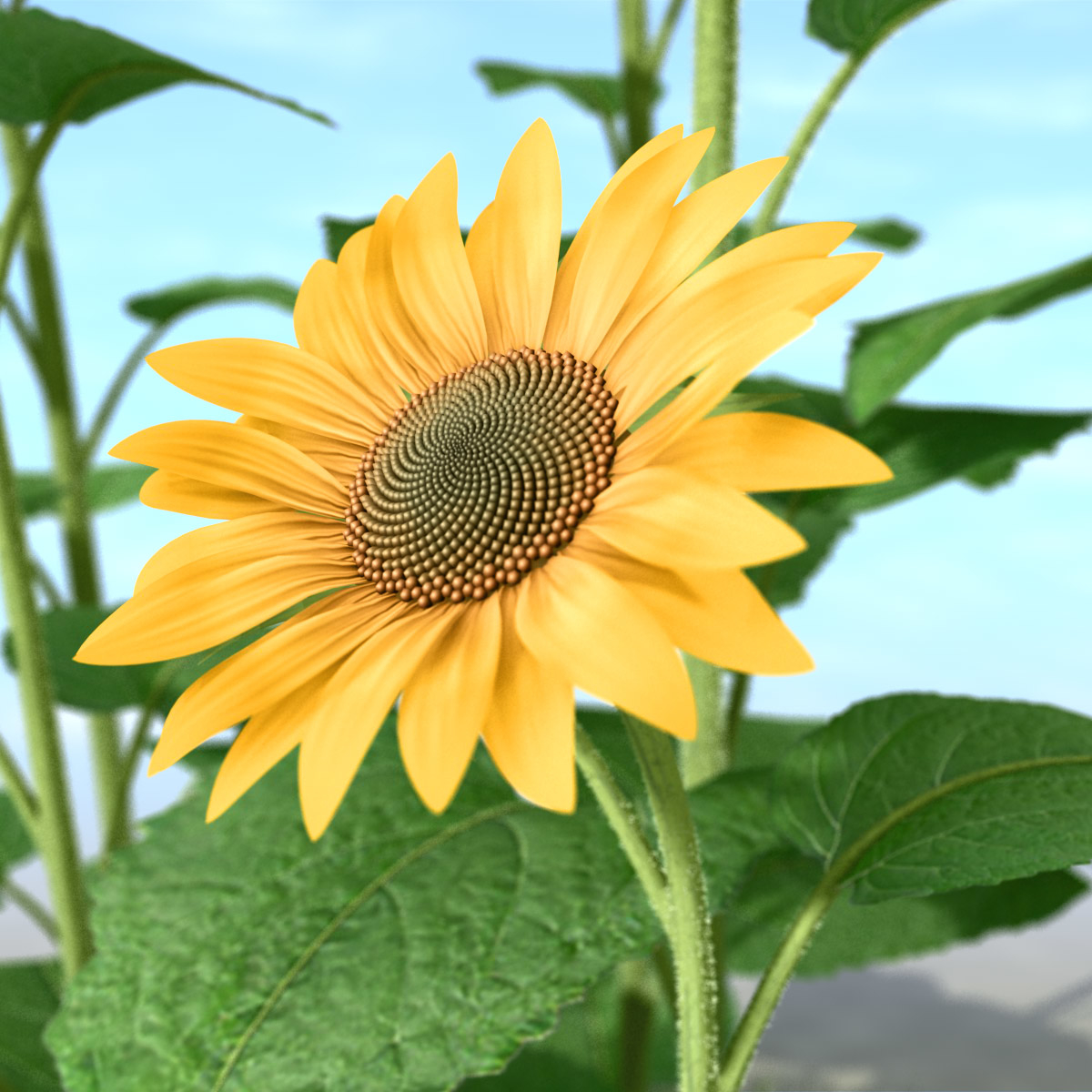 max sunflowers plants