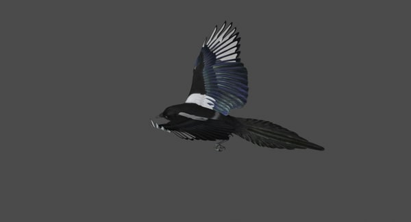 obj black-billed magpie animation