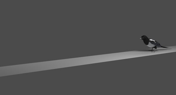 obj black-billed magpie animation