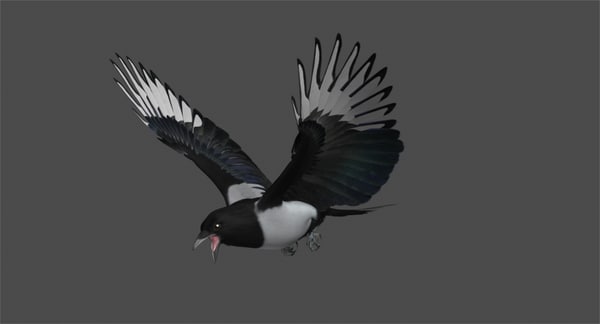 obj black-billed magpie animation