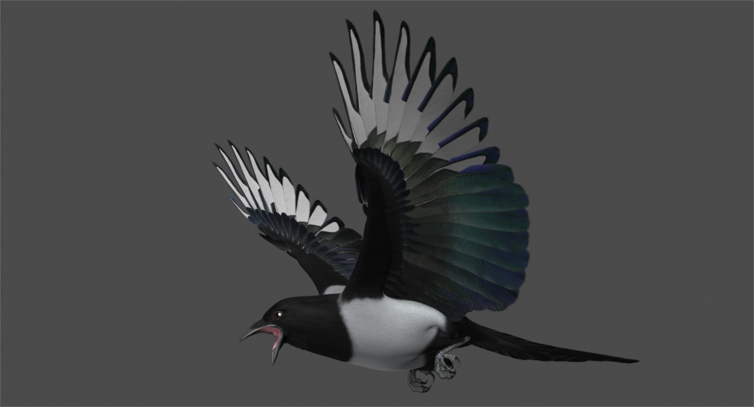 obj black-billed magpie animation
