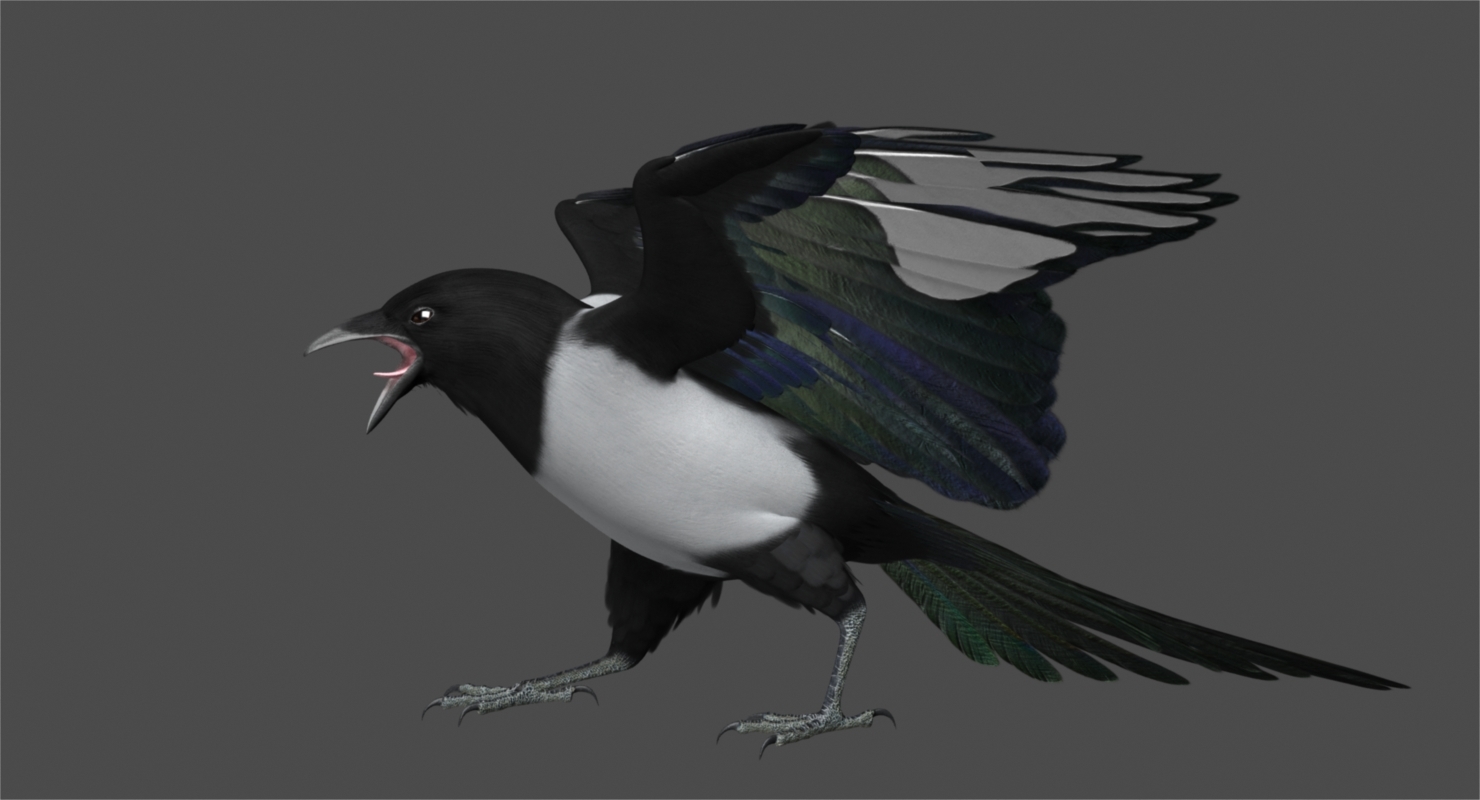 obj black-billed magpie animation