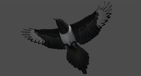 obj black-billed magpie animation