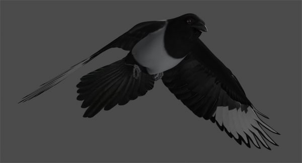 obj black-billed magpie animation