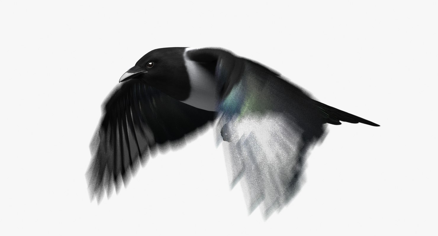 obj black-billed magpie animation