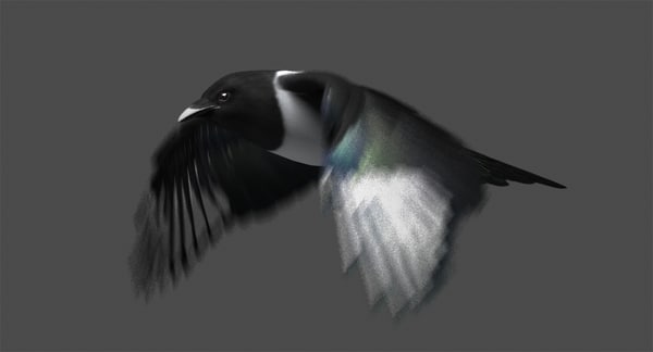 obj black-billed magpie animation