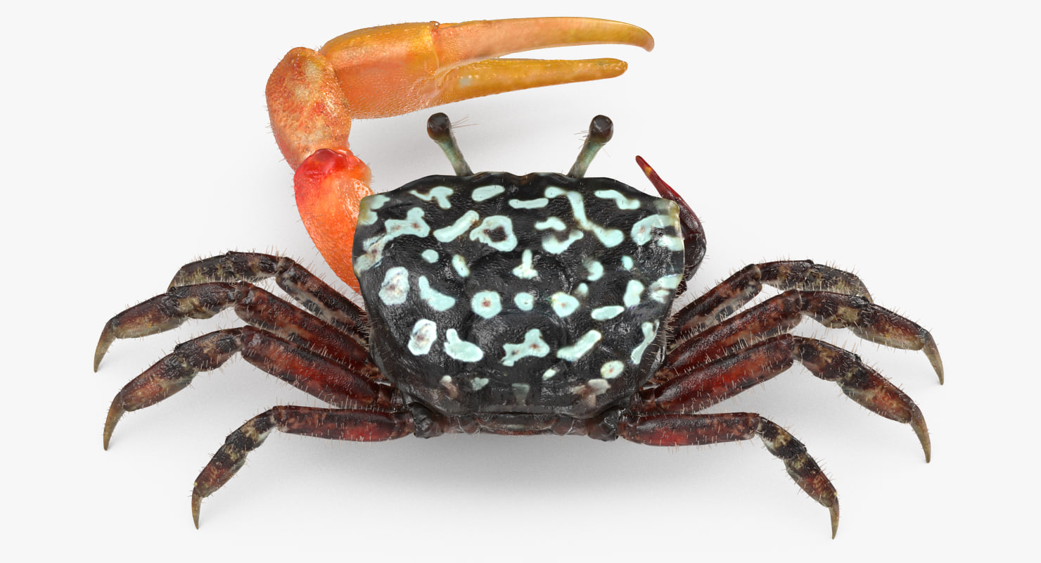 fiddler crab fur 3d model
