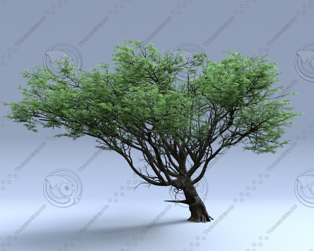 acacia tree 3d model