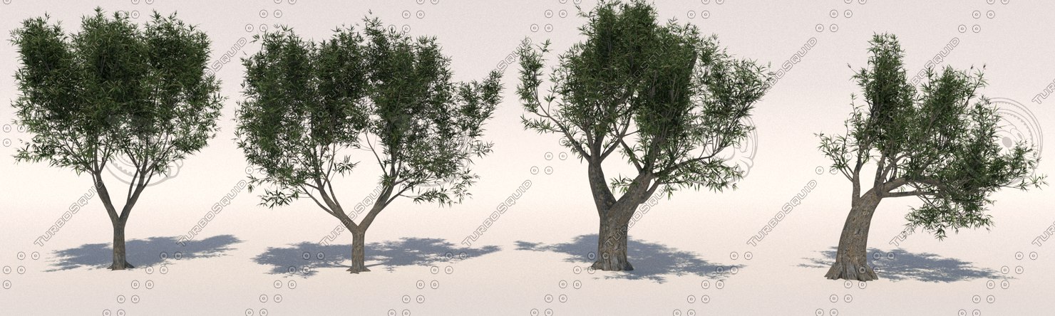 olive tree pack olea max