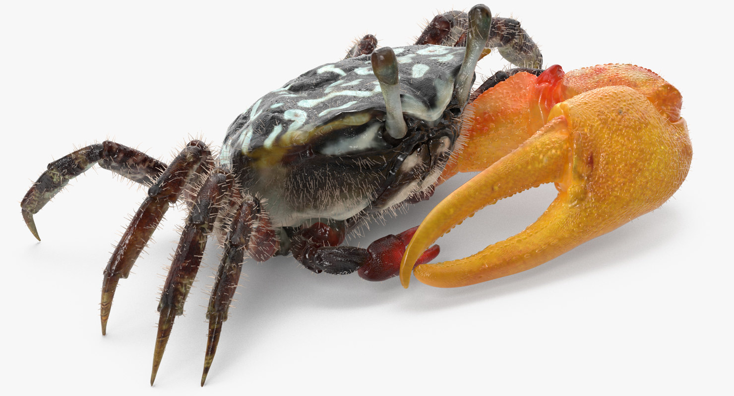 3d fiddler crab sitting pose model