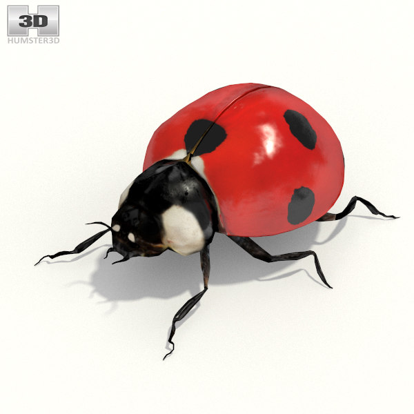 3d model ladybird lady d