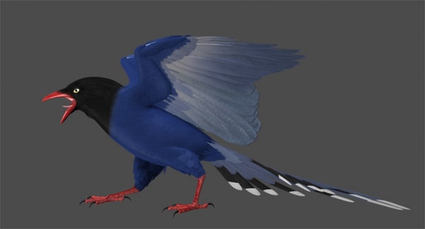 3d taiwan blue magpie animation model