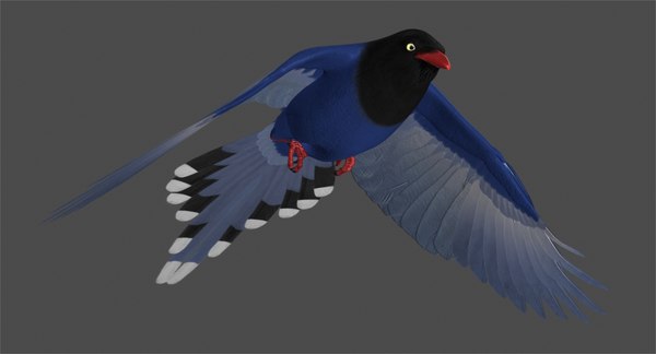 3d taiwan blue magpie animation model