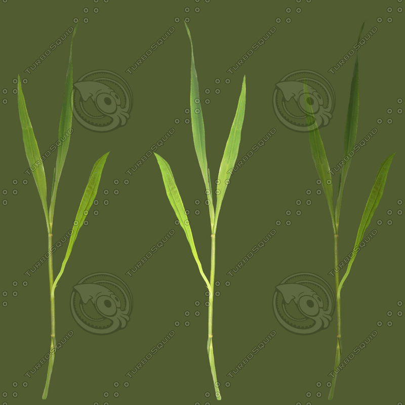 3d model grass polygons