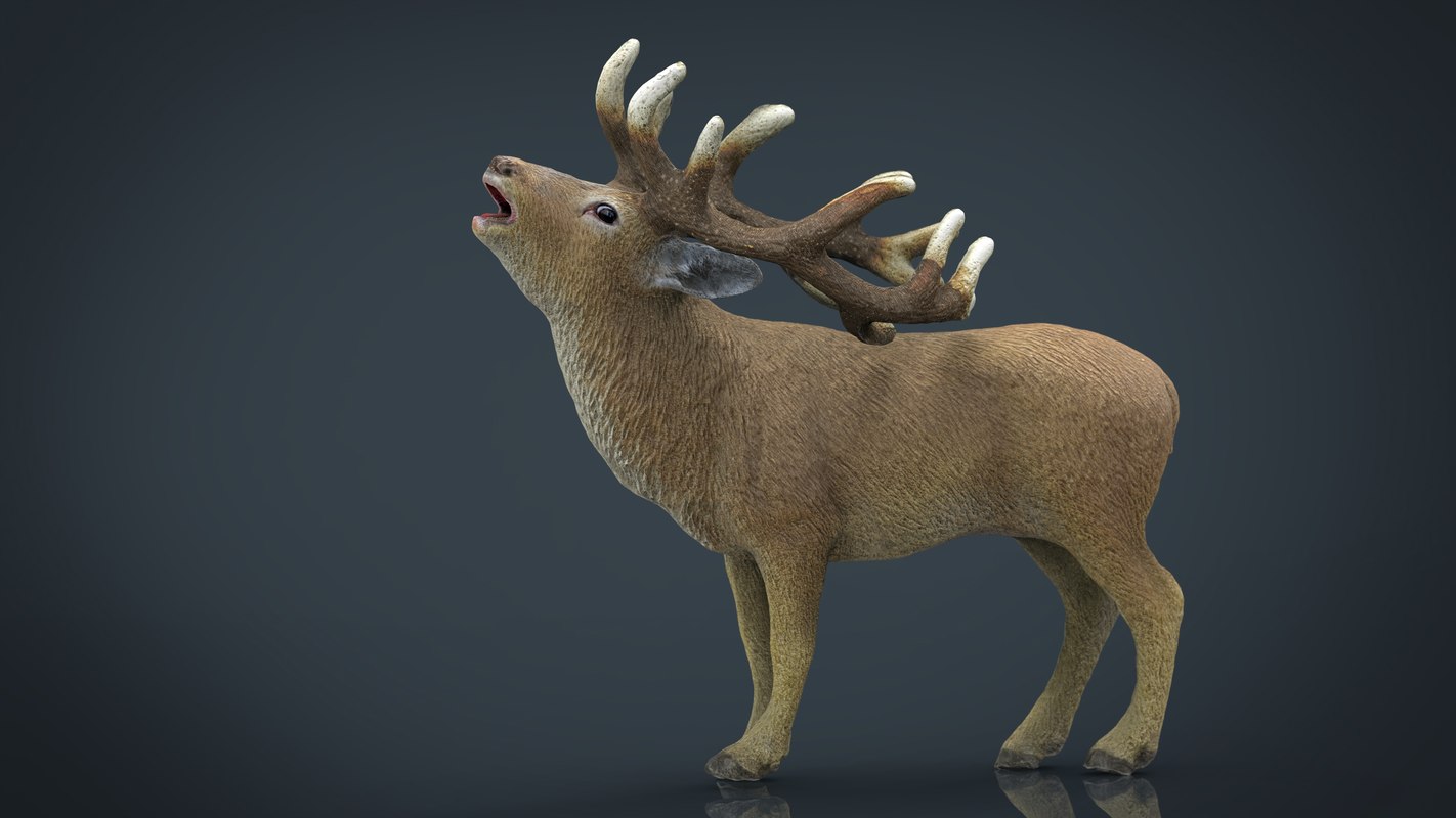 3d deer