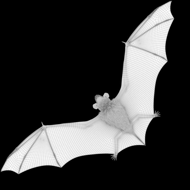 brown bat 3d ma