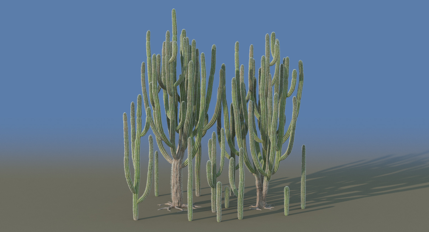 Subpilocereus repandus tropical 3D model | 1144031 | TurboSquid