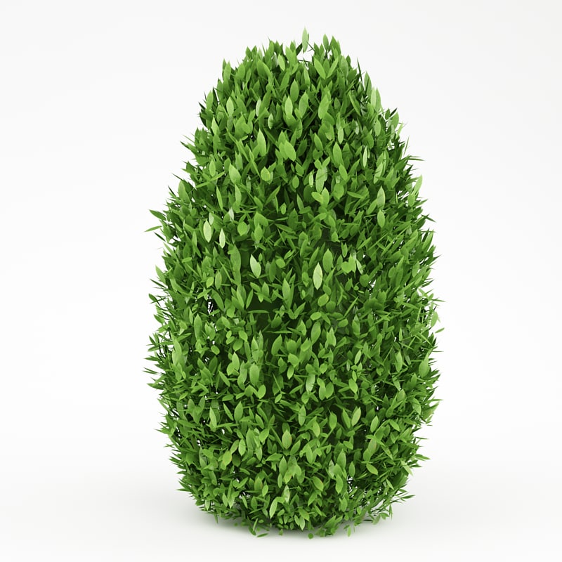 plant bush 3d model
