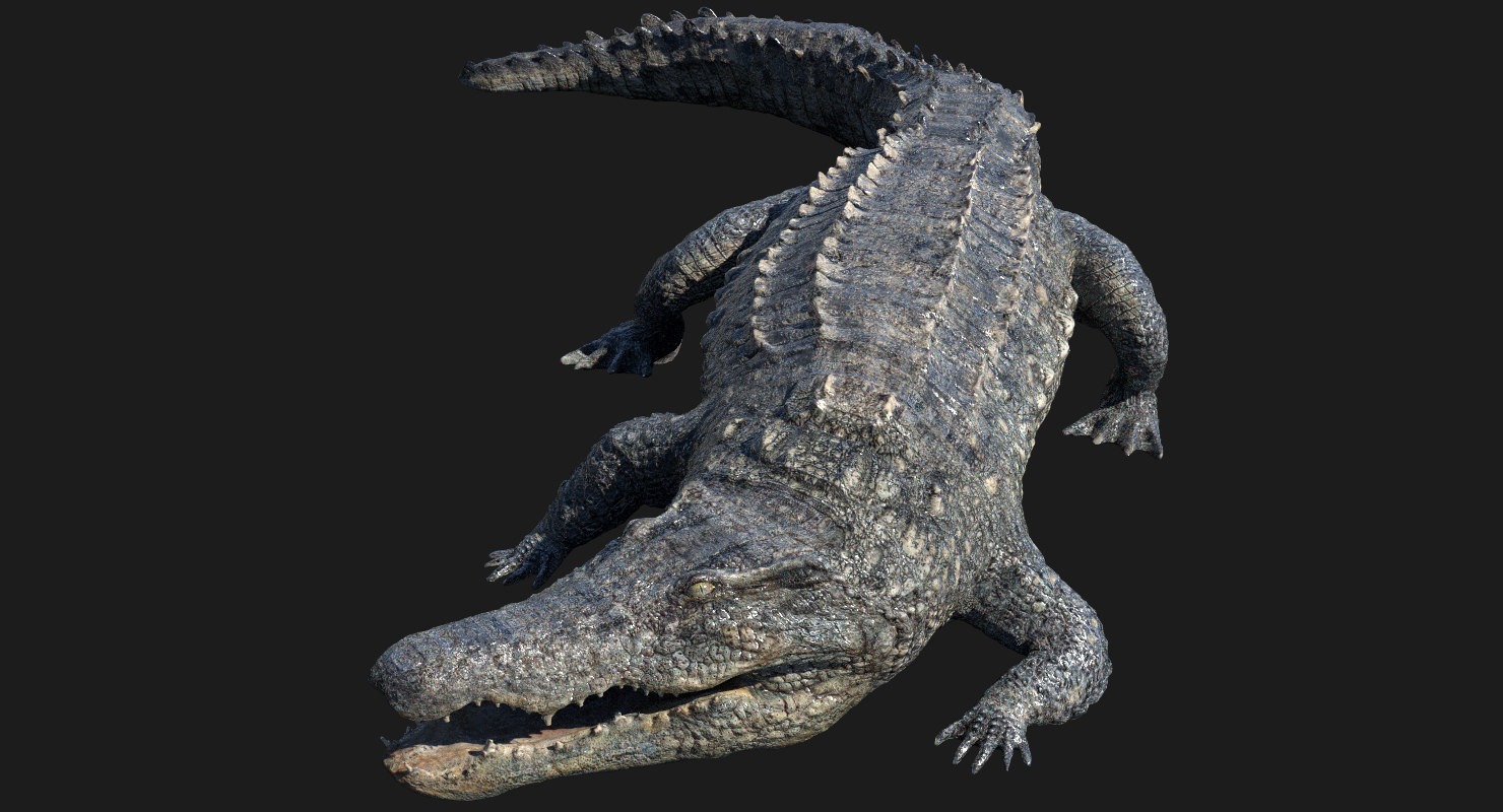 realistic crocodile rigged 3d model