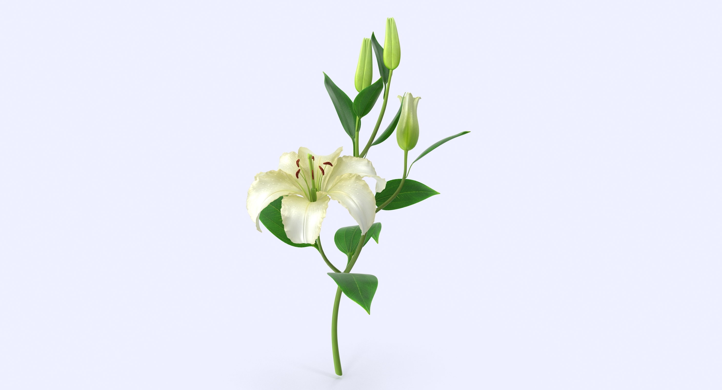 3d model of lily modeled petal