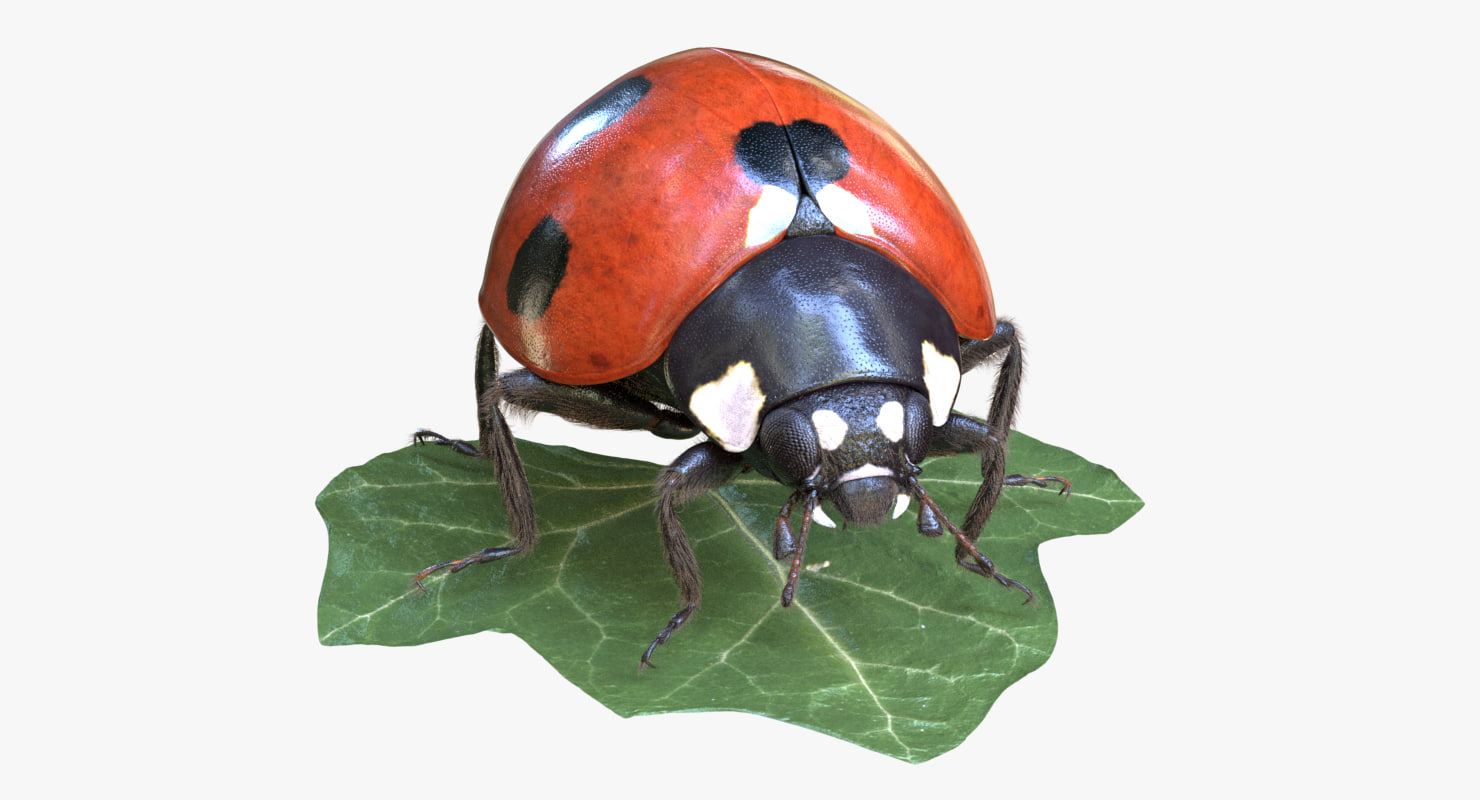 3D ladybug real realistic | 1146649 | TurboSquid