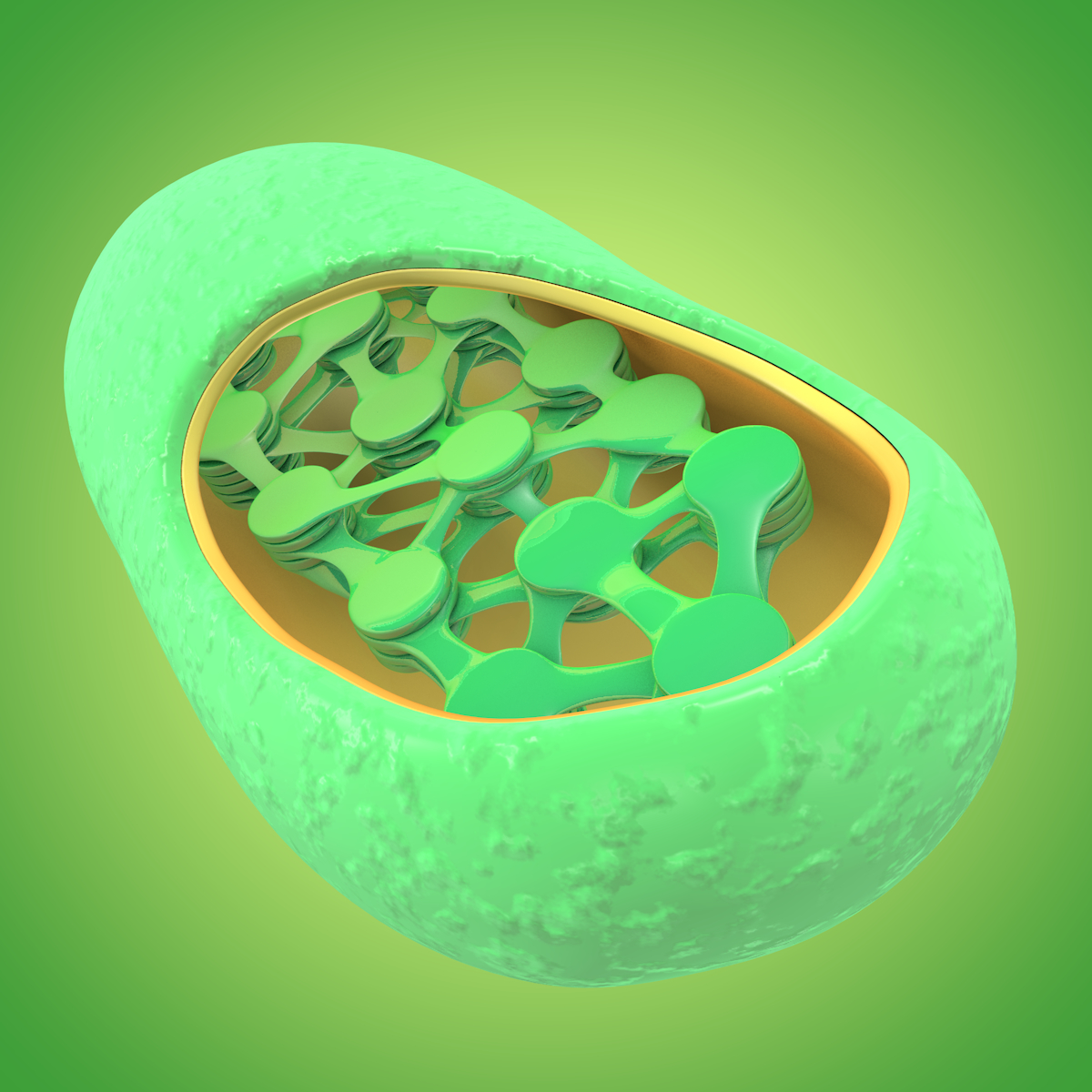 chloroplast 3d obj
