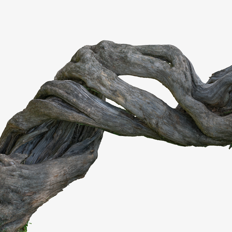 twisted cracked tree trunk 3d model
