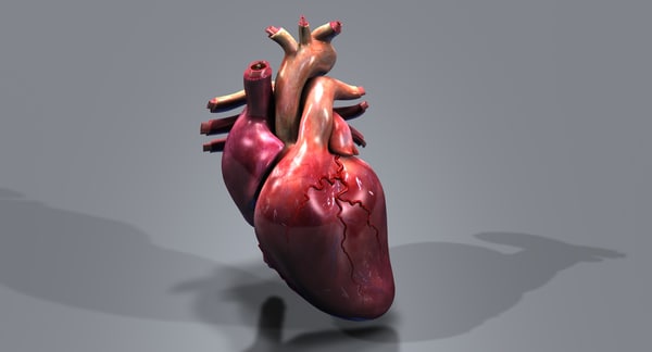 3d human heart animation