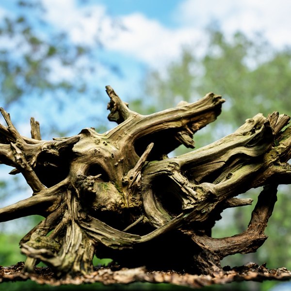 3D Roots Models | TurboSquid