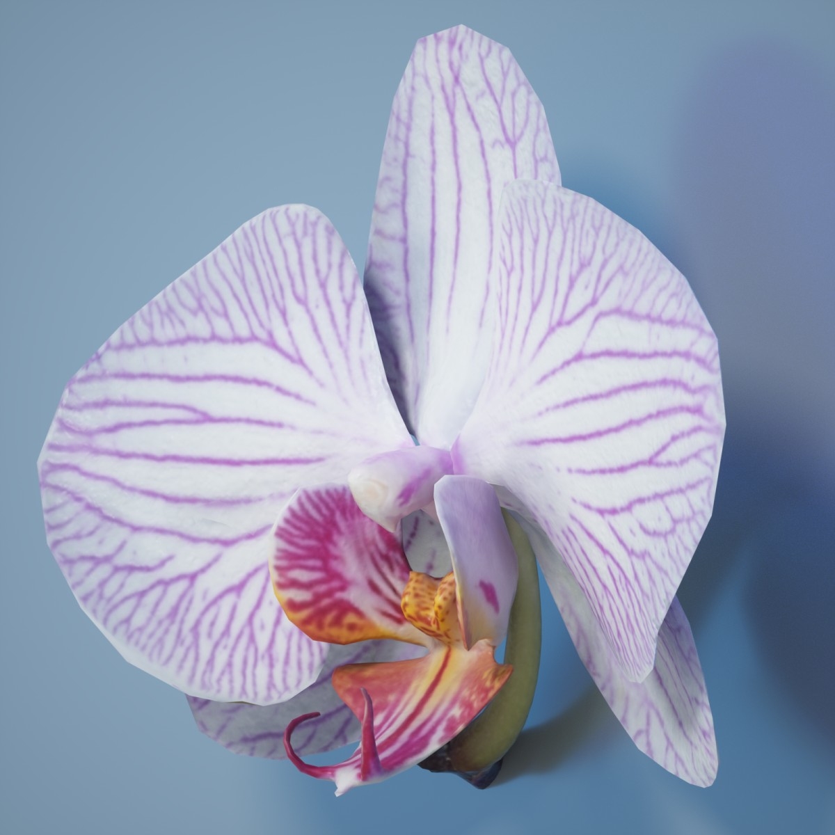 3d model of orchid flower