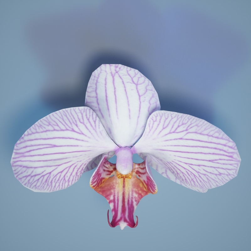 3d model of orchid flower