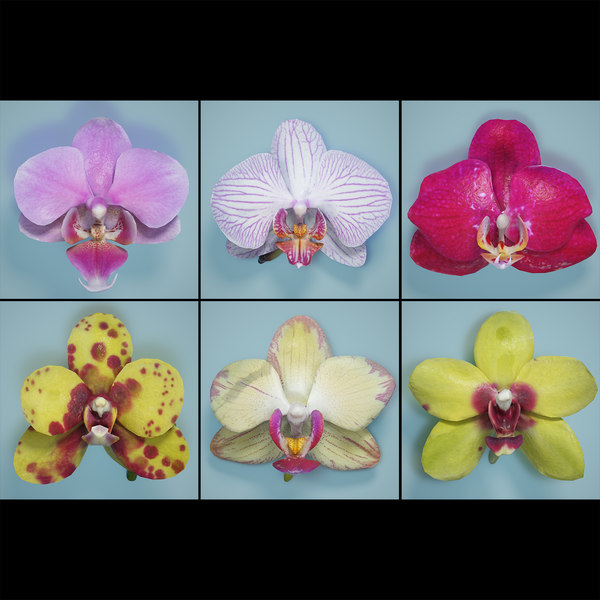 3d model of orchid flower