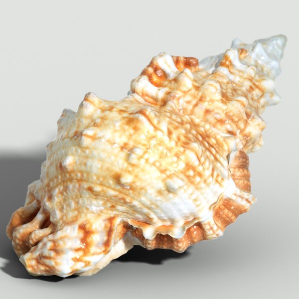 cut sea shell 3d obj