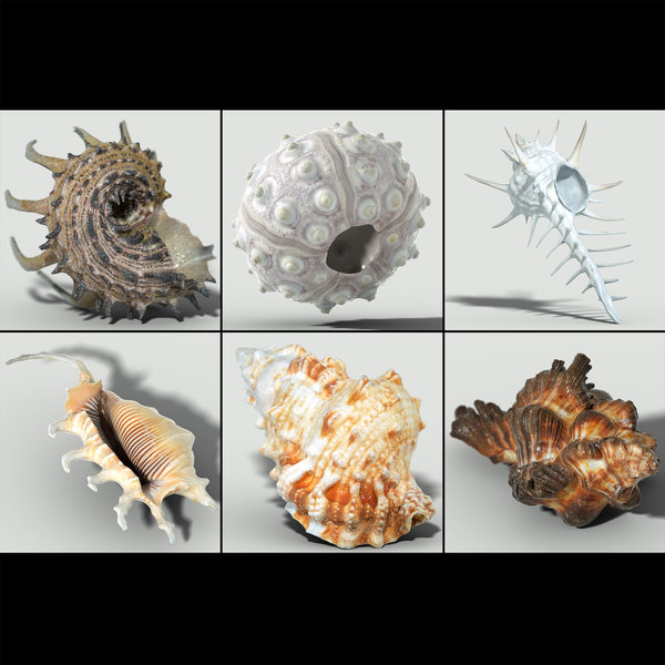 3D Shell Models | TurboSquid