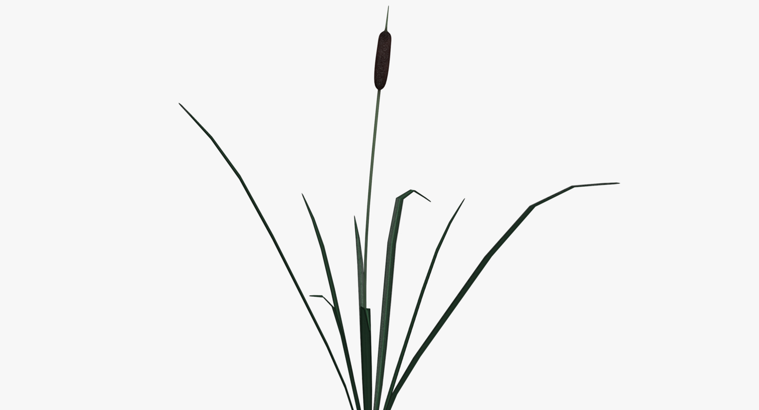 3d reed model