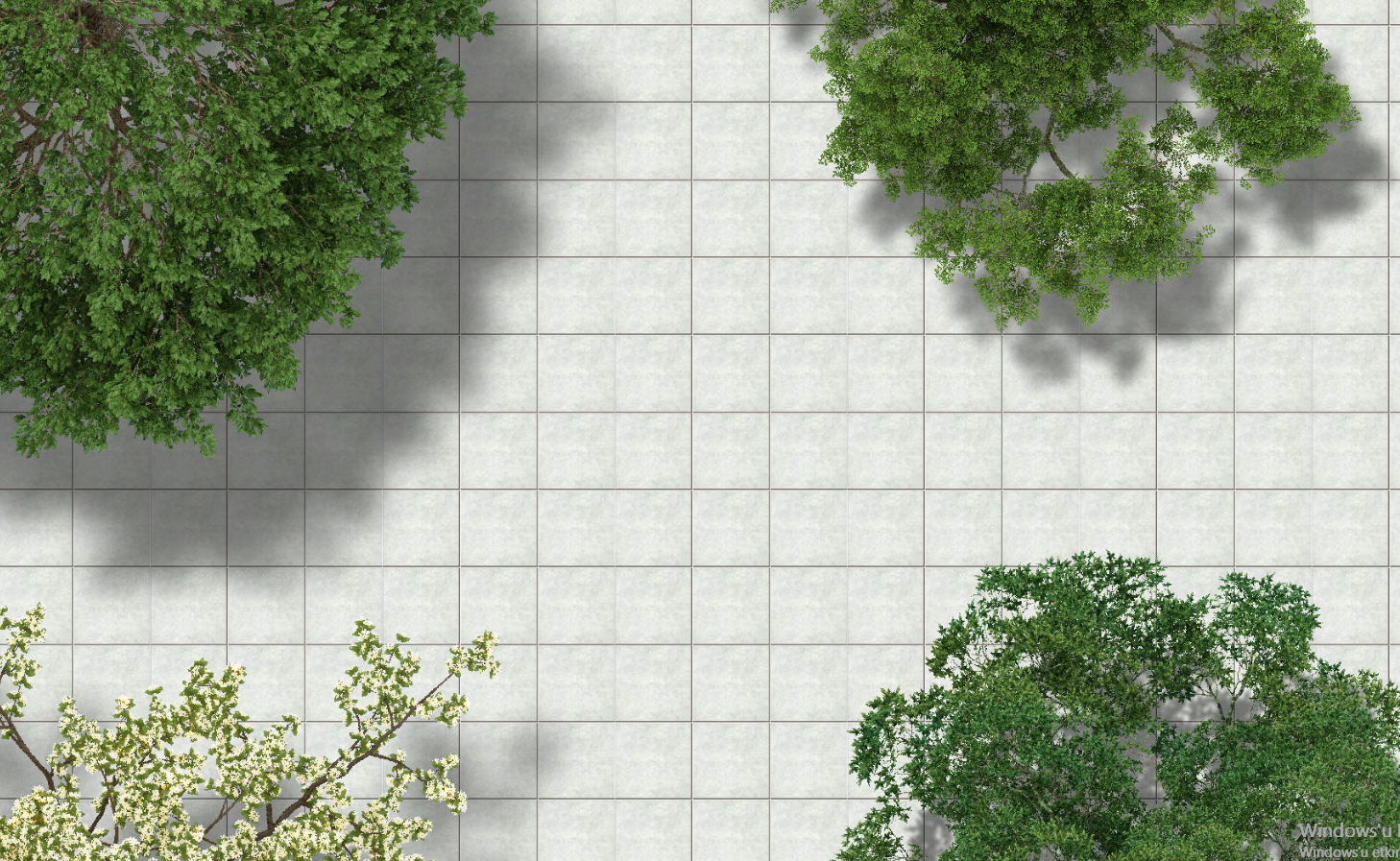 Texture PNG tree top view