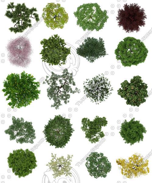 Texture PNG tree top view