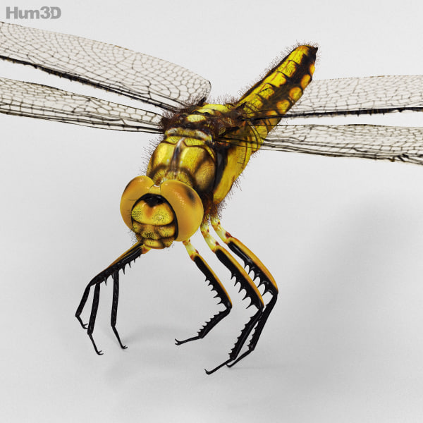 Libelle hoch detailliert 3D-Modell - TurboSquid 1130809