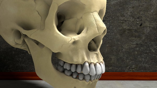 3ds max human jawbones teeth gums
