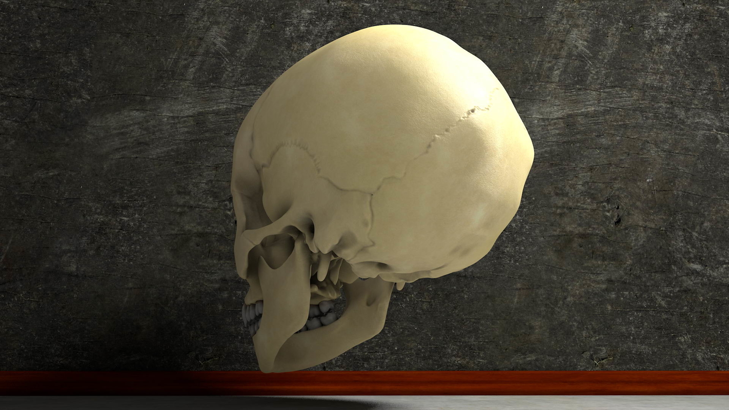 Anatomia Humana dos Ossos do Crânio simples Modelo 3D - TurboSquid 1158954