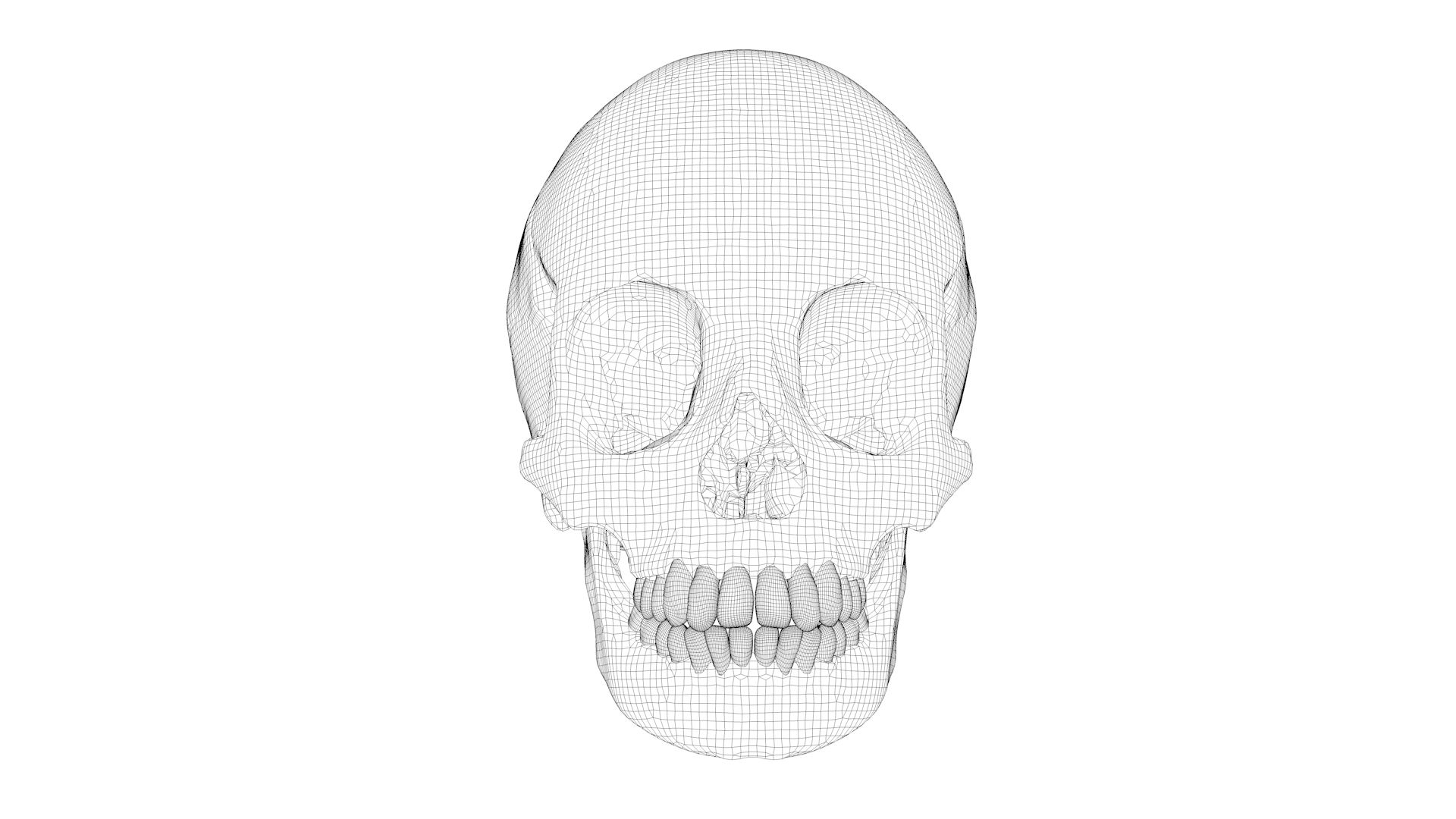 Human skull 3D model - TurboSquid 1158954