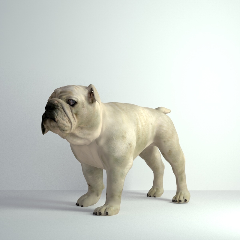 realistic bulldog 3d model