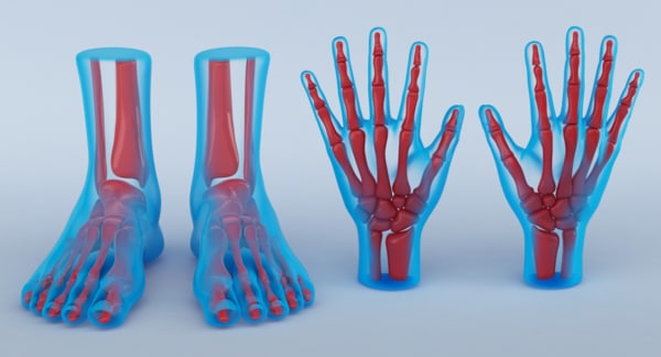 hand foot anatomy 3d model