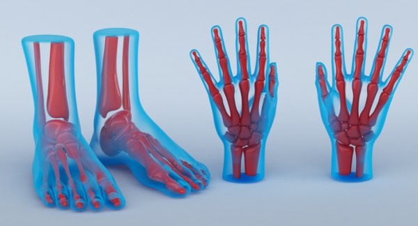 hand foot anatomy 3d model