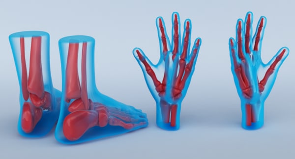 hand foot anatomy 3d model