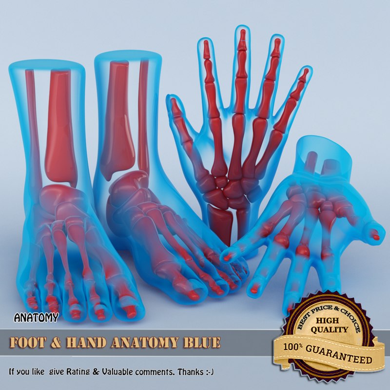 hand foot anatomy 3d model
