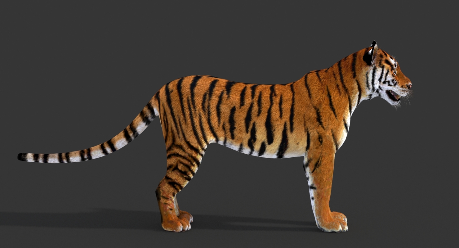 amur tiger 3d model