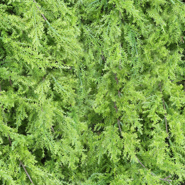 Texture JPEG gold cone texture