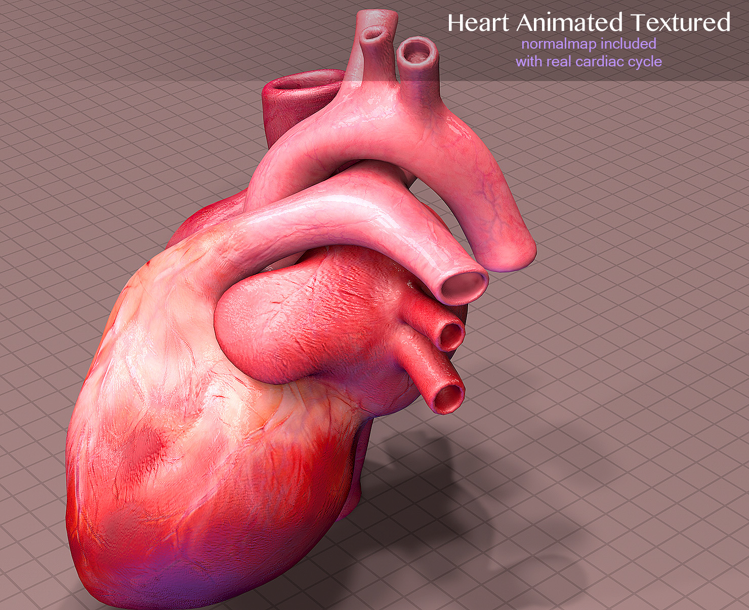 3d heart cycle animation