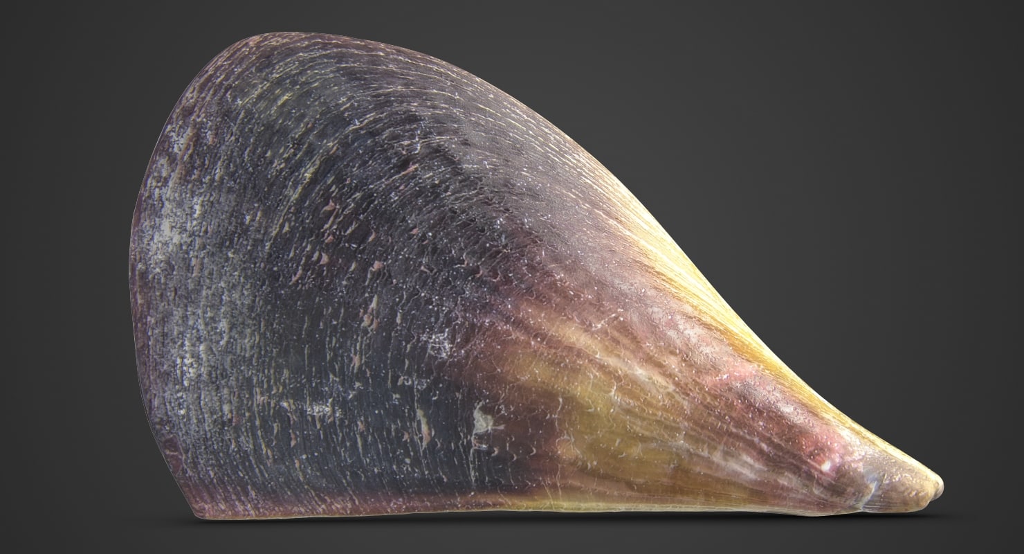 3d model big mussel sea shell
